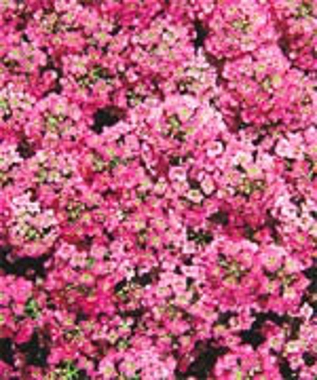Alyssum Seeds Wonderland Pink Ground Cover 100 Seeds - Etsy