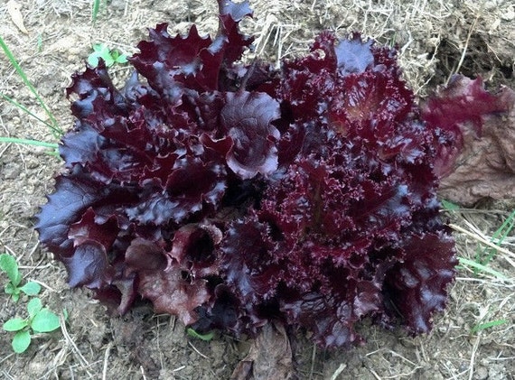 2000 Seeds Lettuce Ruby Red Leaf Lettuce Seeds - Etsy