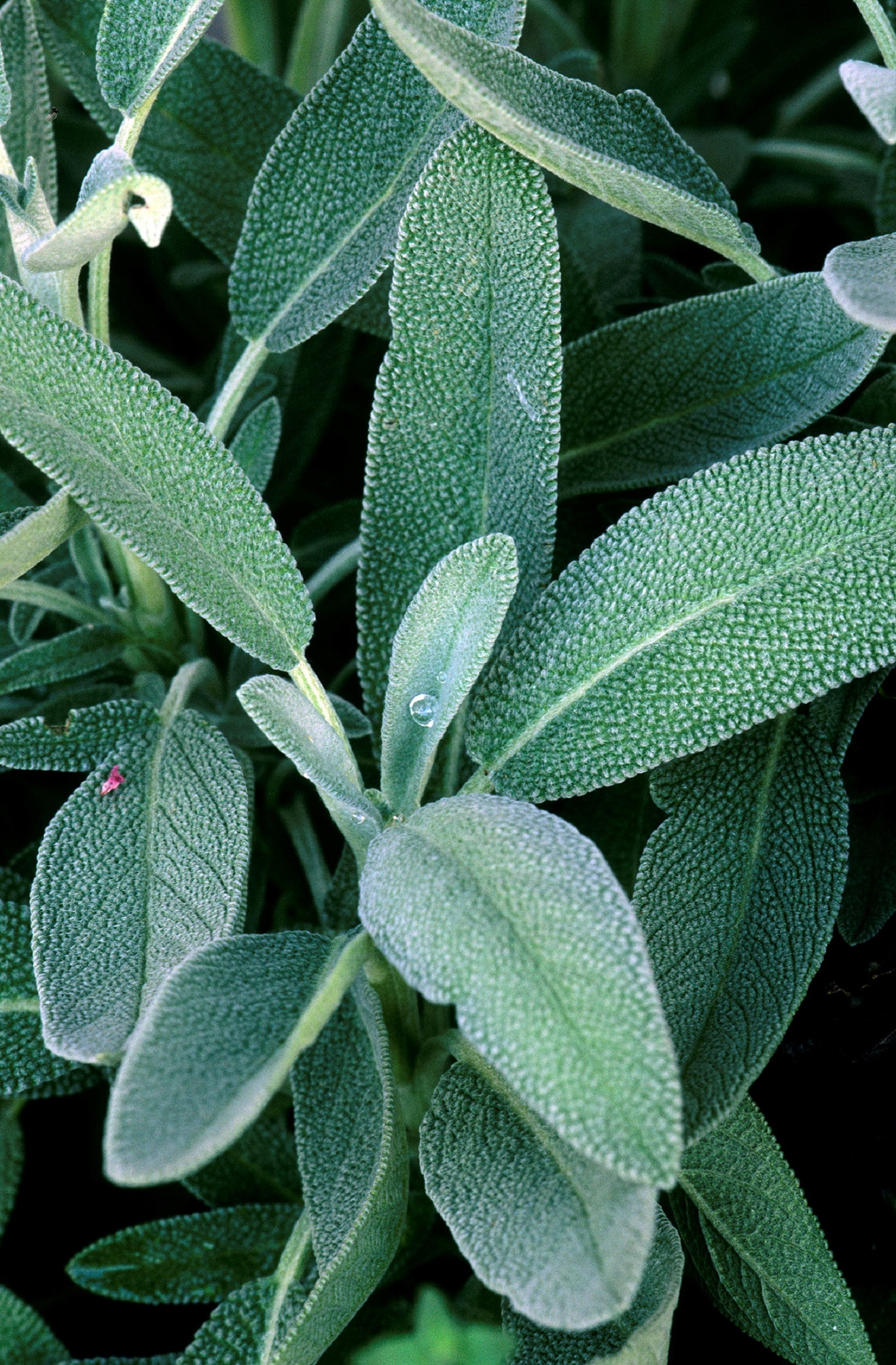 MPB11 Broad Leaf Sage Seeds Herb Seeds 50 Thru 500 Seeds - Etsy