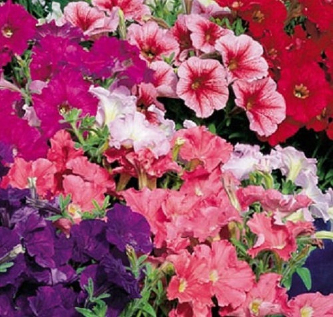 MPB#5 Fantasy Mix Petunia Seeds 50 Thru 500 Pelleted Petunia Seeds Bulk ...