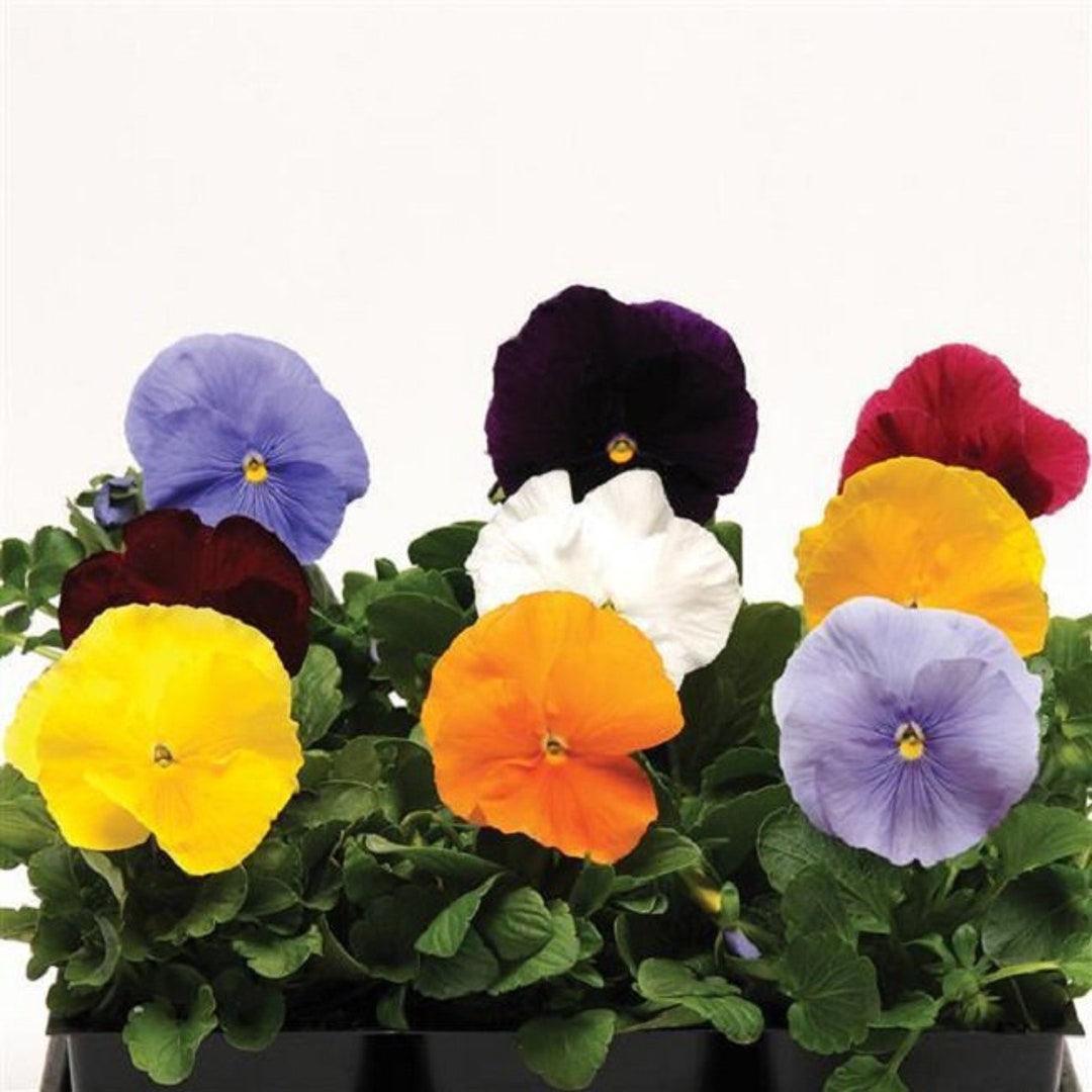 Pansy Seeds Pansy Matrix Clear Mix 25 Seeds Extra Large Flowers - Etsy