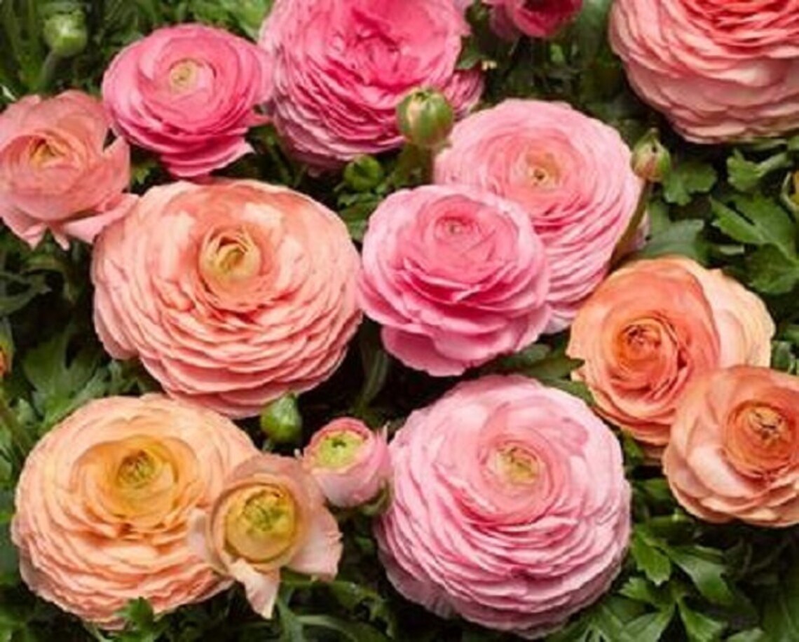 Ranunculus Seeds Magic Pink & Peaches 25 Pelleted Pelleted - Etsy
