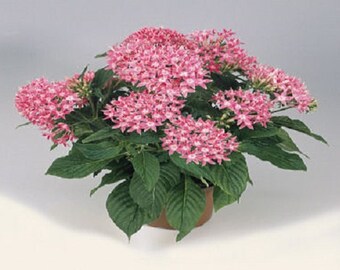 Pink Pentas - Etsy