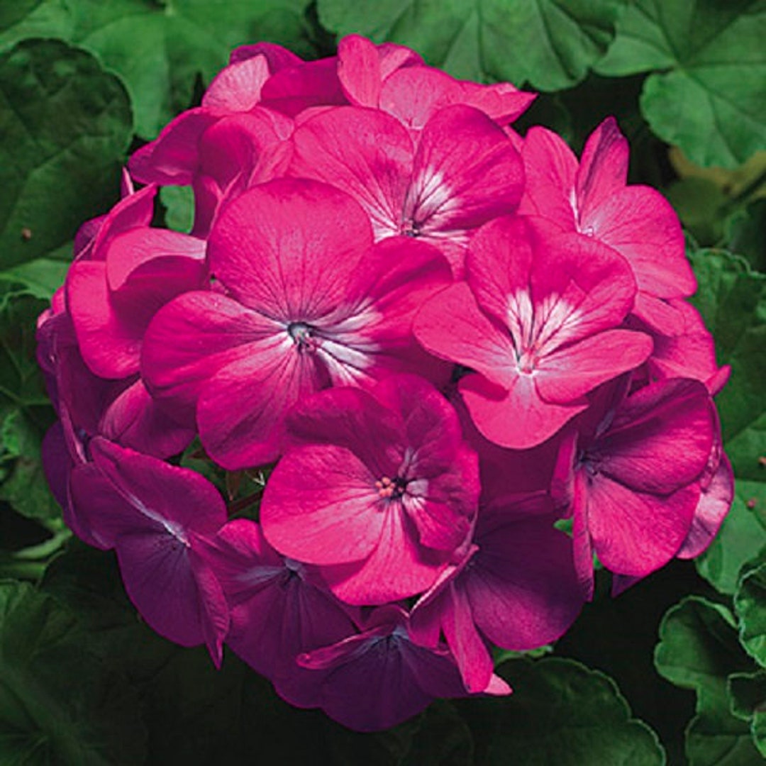 15 Geranium Seeds Pinto Deep Rose Geranium Pinto - Etsy