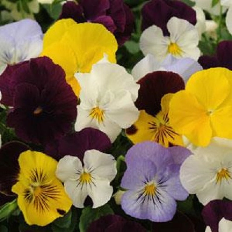 Pansy Seeds Cool Wave Mix Viola Seeds 15 Thru 100 Seeds | Etsy
