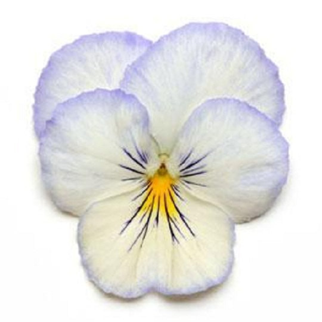 15 Seeds Pansy Cool Wave Frost HANGING PANSY - Etsy