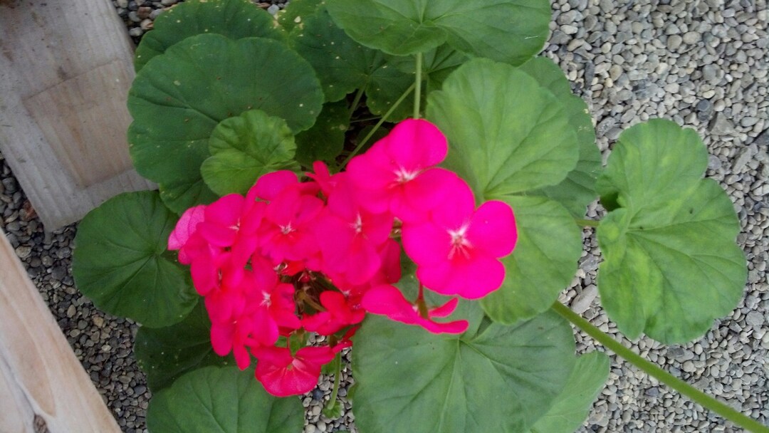 Geranium Maverick Pink Geranium Seeds 15 Geranium Seeds - Etsy