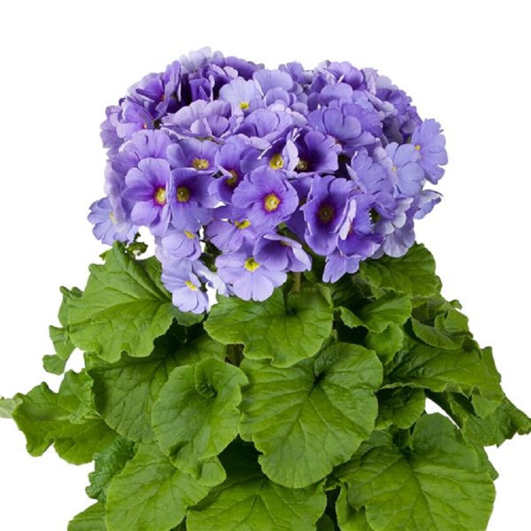 Primula Obconica Touch Me Large Blue 25 Primrose Seeds - Etsy