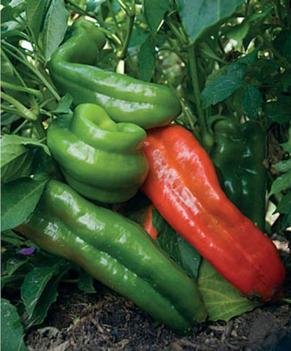 MPB11 Giant Marconi Pepper Seeds Sweet Pepper F1 Hybrid 15 - Etsy