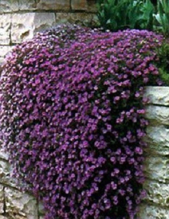 Rock Cress Seeds Cascading Purple 100 Aubrieta Seeds | Etsy