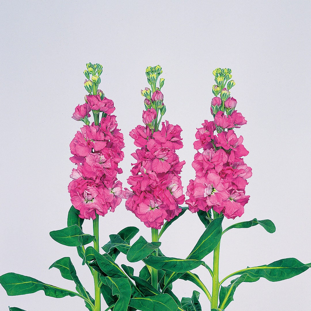 50 Stock Seeds Matthiola Iron Rose Cut Flower Seeds - Etsy