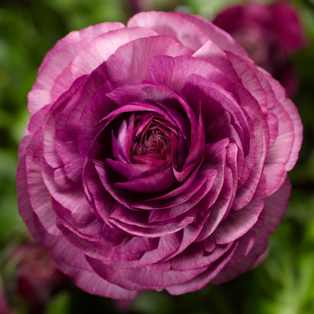 Ranunculus Seeds Magic Purple 25 Seeds Flower Seeds - Etsy