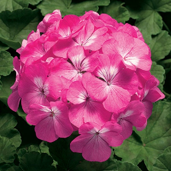 15 Geranium Seeds Pinto Pink - Etsy
