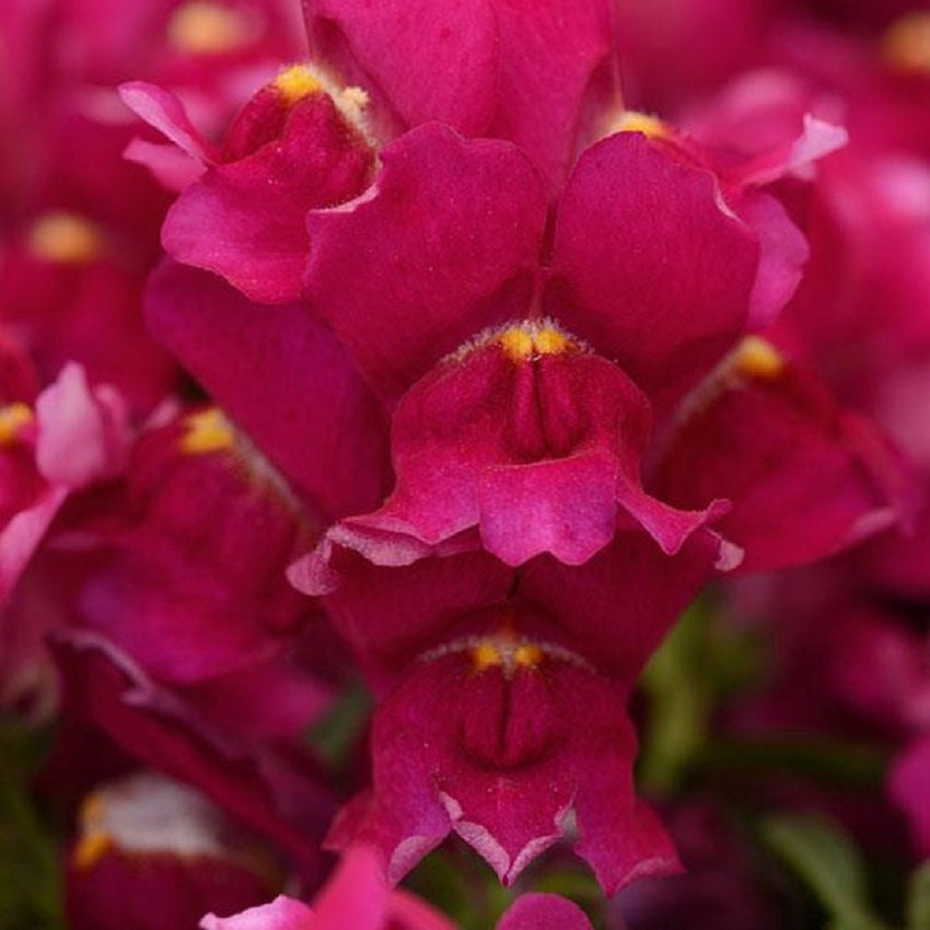 Snapdragon Snapshot Burgundy 50 Pelleted Snapdragon Seeds | Etsy
