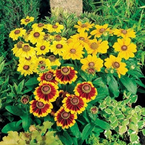 50 Rudbeckia Seeds to to Mix Perennial - Etsy