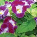 Petunia Success HD Maxi Mix 50 Pelleted Petunia Seeds - Etsy