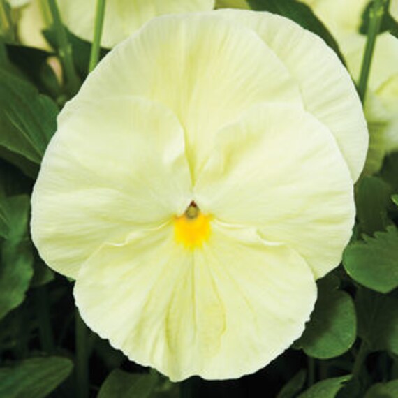 Delta Red Pansy With Yellow Wing