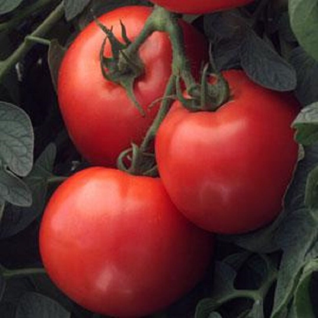 Tomato Seeds 25 Seeds Tomato Bush Early Girl Determinate 65 Days - Etsy