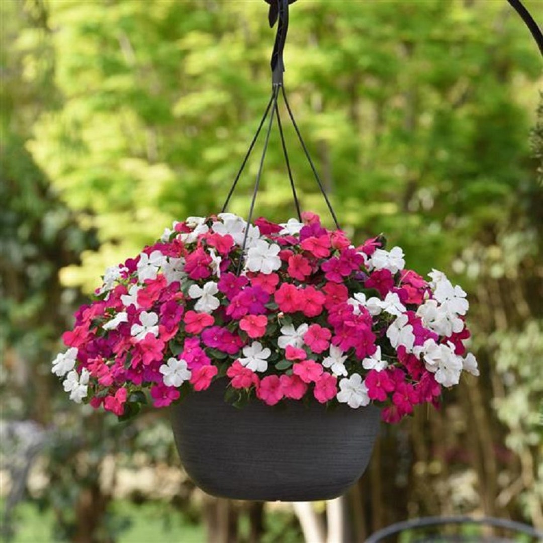 50 Impatiens Seeds Beacon Pearl Island Mix Walleriana Flower Seeds ...