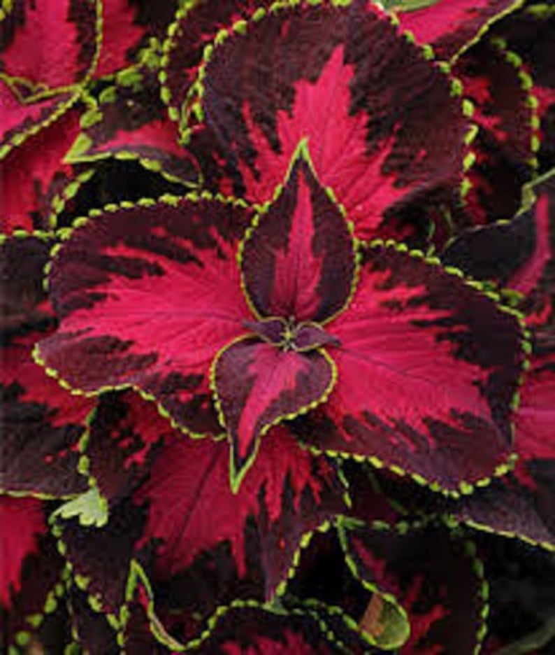 MPB#1 Coleus Seeds Sun Chocolate Covered Cherry 15 Pelleted Seeds - Etsy