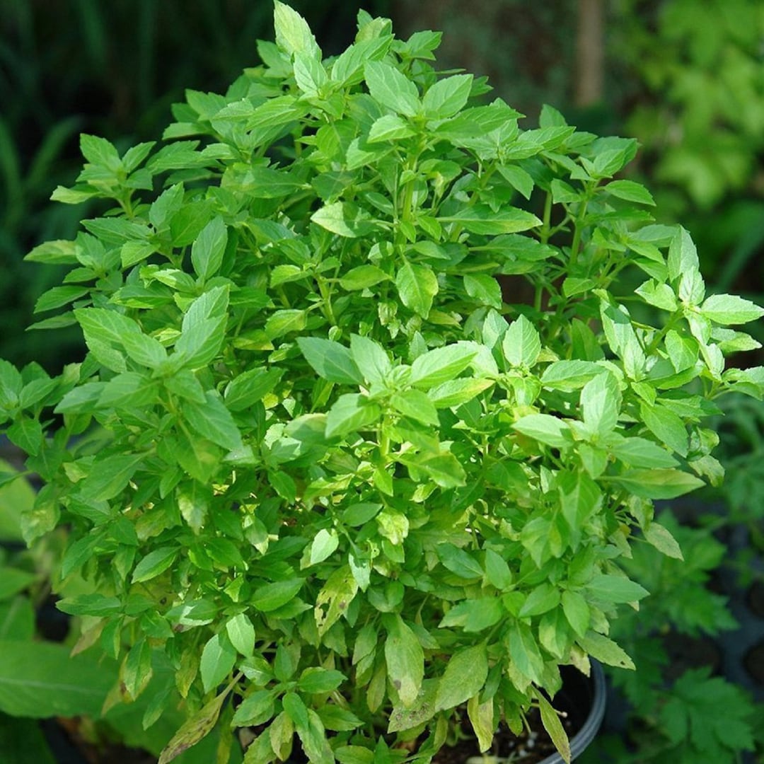 Herb Basil Seeds Dwarf Greek Basil Compact Plant 100 Thru 2,000 Seeds ...