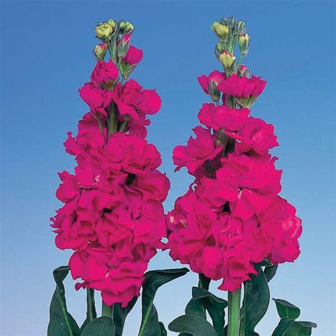 50 Stock Seeds Matthiola Iron Rose Pink Cut Flower Seeds - Etsy