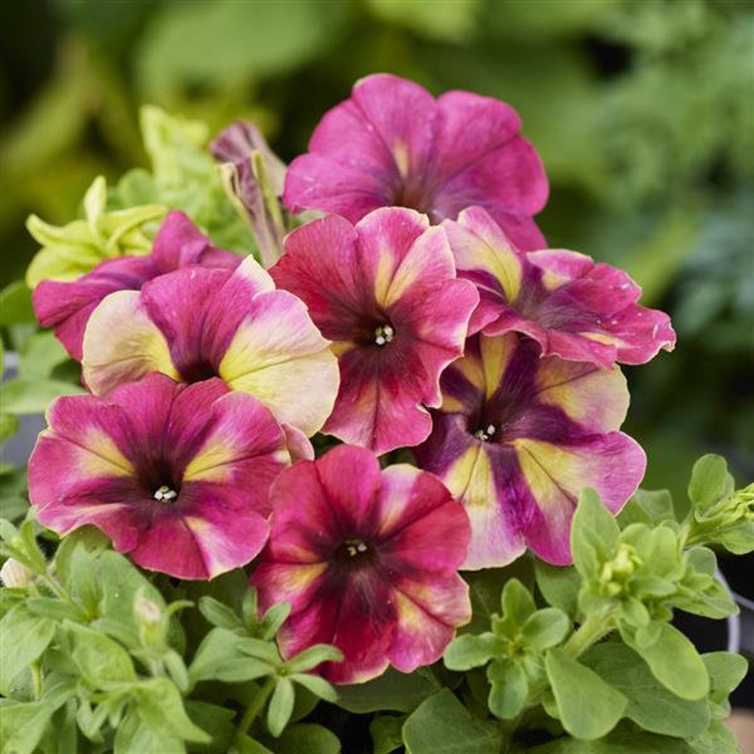 Flower Seeds 50 Pelleted Petunia Seeds Shake Raspberry - Etsy