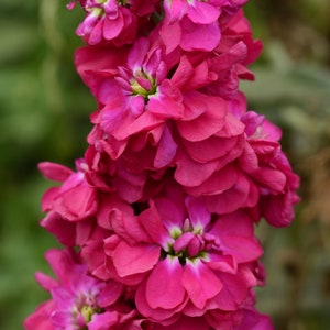 100 Stock Seeds Matthiola Column American Beauty Matthiola Seeds - Etsy