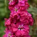 100 Stock Seeds Matthiola Column American Beauty Matthiola Seeds - Etsy