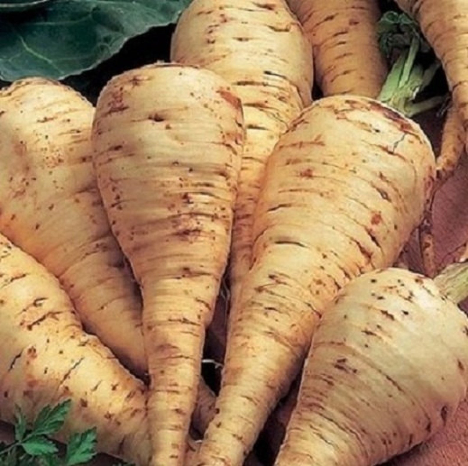1,000 Harris Model Parsnip Seeds VEGETABLE SEEDS - Etsy