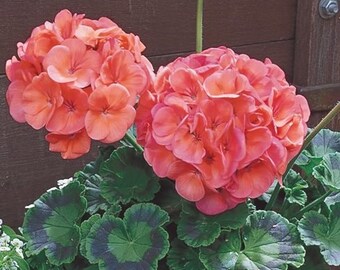MPB3 Geranium Seeds Maverick Quick Silver Pelargonium 15 Thru | Etsy