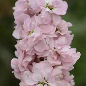 100 Stock Seeds Matthiola Column Appleblossom Matthiola Seeds - Etsy