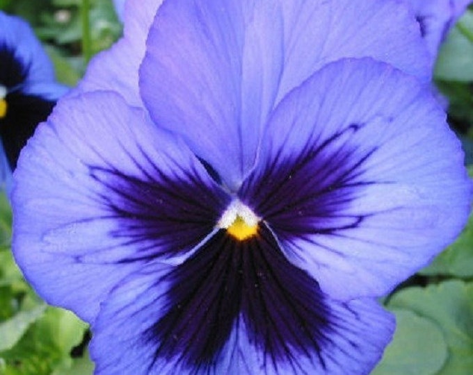 Pansy Seed Mix Pansy Matrix Ocean Breeze Mix 50 Seeds - Etsy