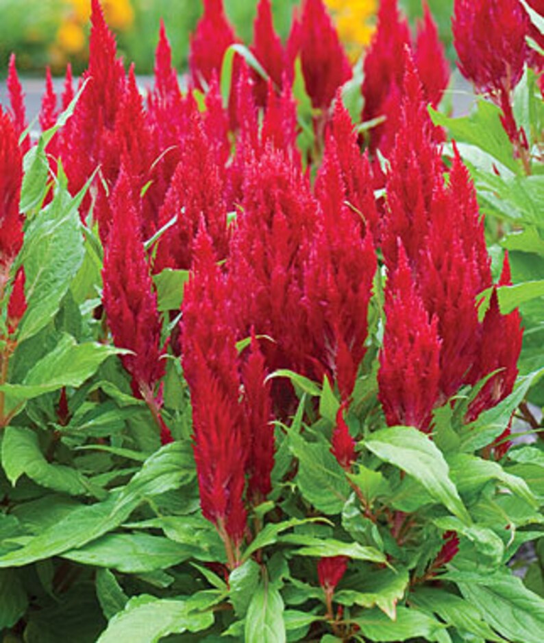 Celosia Seeds Fresh Look Red 50 Seeds | Etsy