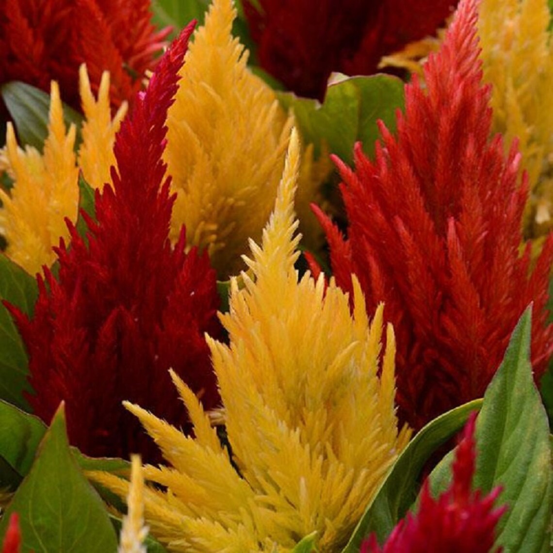 Celosia Seeds First Flame Mix 50 Pelleted Seeds - Etsy
