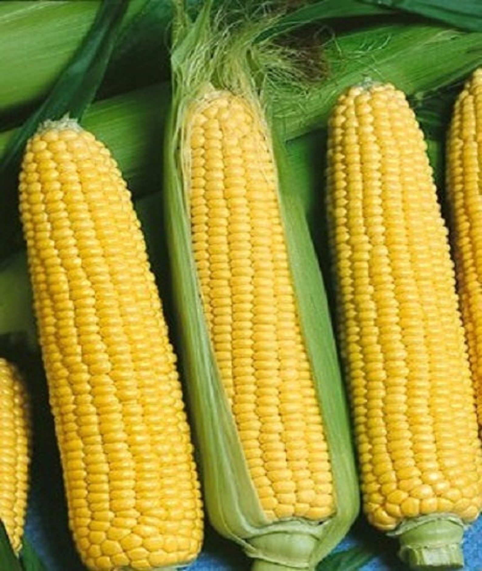 Vegetable 50 Seeds Jubilee Corn Seeds Garden Seeds 81 Days - Etsy