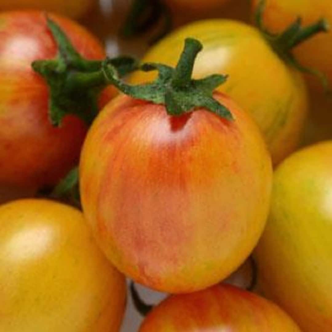 25 Tomato Seeds Bumble Bee Sunrise F1 Hybrid Cherry Tomatoes - Etsy