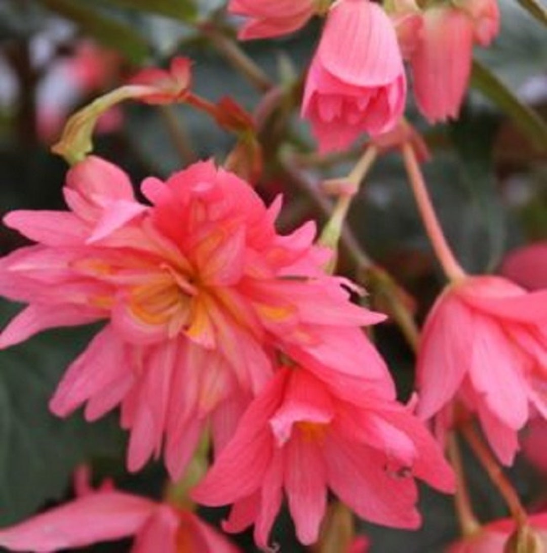 BIN2R9D2 Begonia Seeds Begonia Funky Light Pink Tuberous Begonia Seeds ...