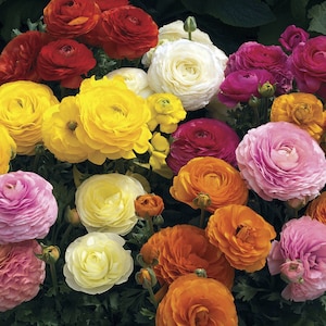 Ranunculus Seeds Mache Mix 25 Seeds Pelleted Seeds - Etsy
