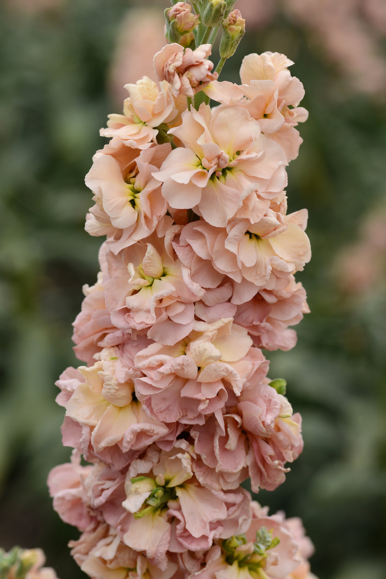 Flower Seeds 100 Stock Seeds Matthiola Column Apricot Matthiola Seeds ...