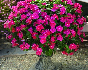Vinca Cora Cascade Cherry so Red and Inviting. Lucious Blooms & Foliage ...