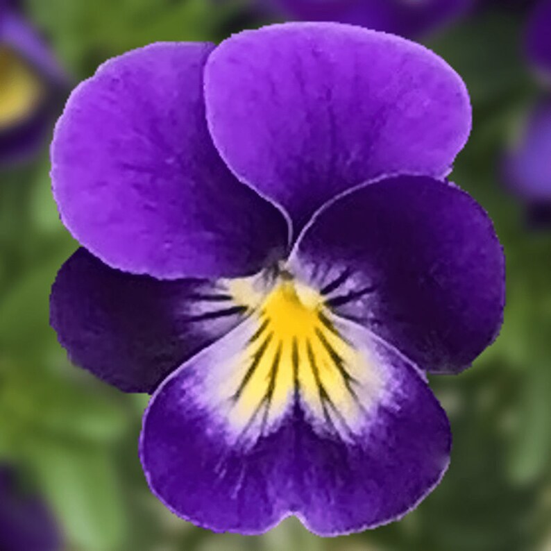 Viola Seeds Viola Endurio Blue Faces 50 Seeds - Etsy