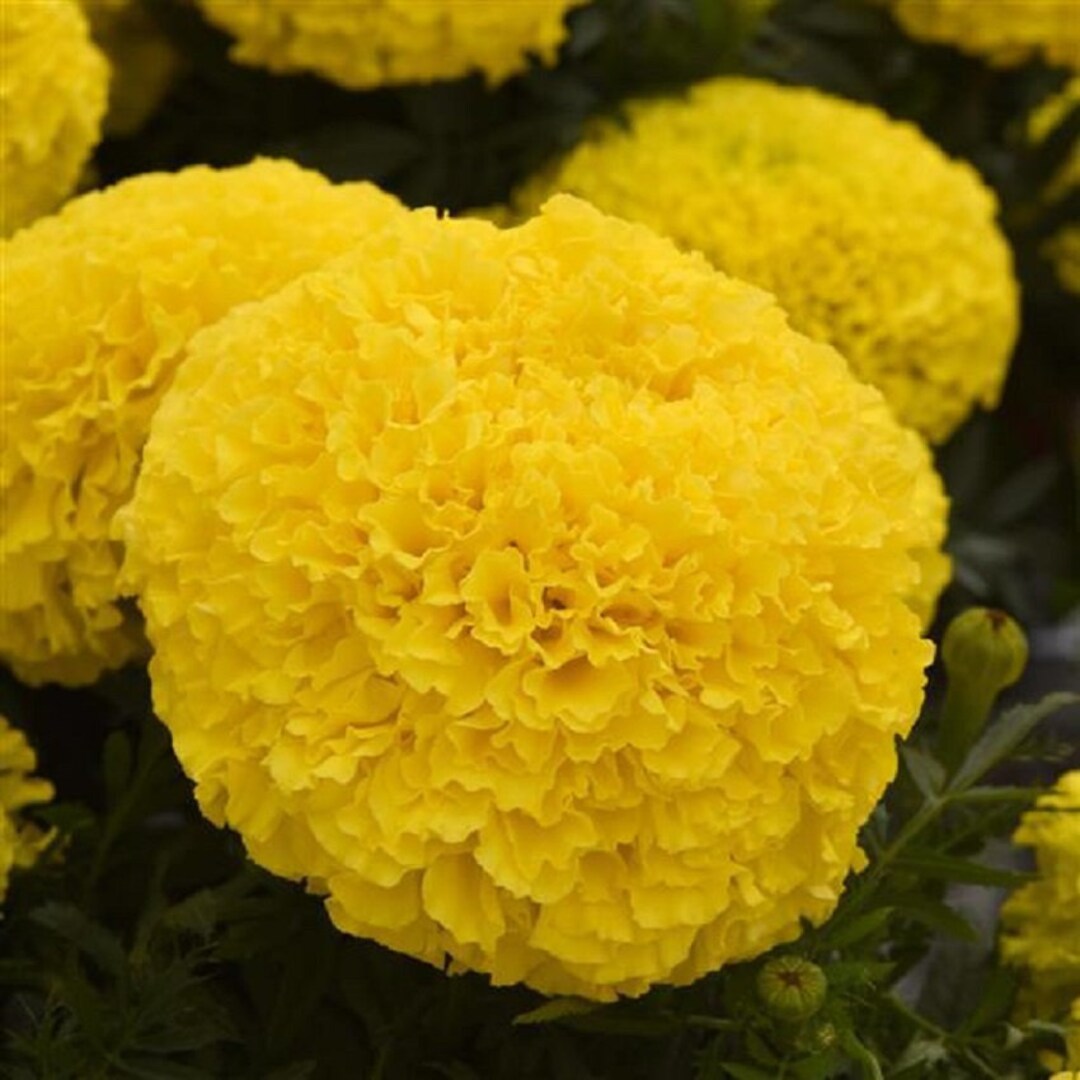 25 Flower Seeds Marigold Seeds Marvel II Yellow African Marigold F1 ...