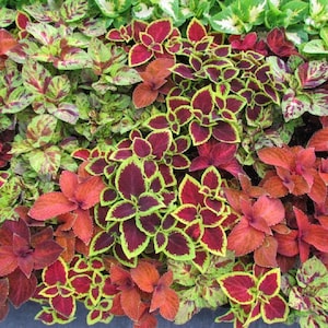 Coleus Seeds Wizard Mix 50 Thru 1,000 Seeds - Etsy