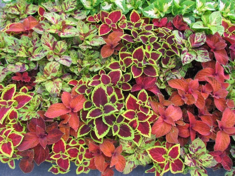 Coleus Seeds Wizard Mix 50 Thru 1000 Seeds | Etsy