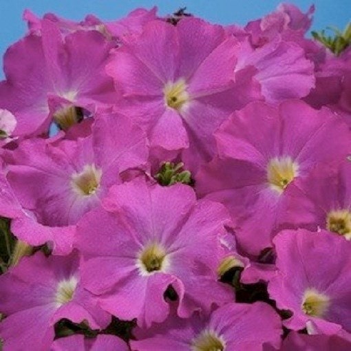 50 Pelleted Aladdin Neon Petunia Seeds - Etsy