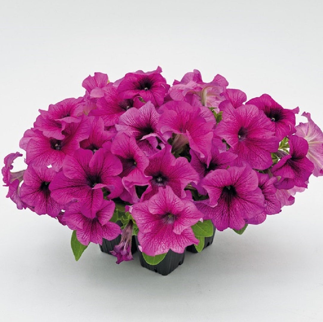 Petunia Seeds Success 360 Burgundy Vein 50 Pelleted Seeds - Etsy