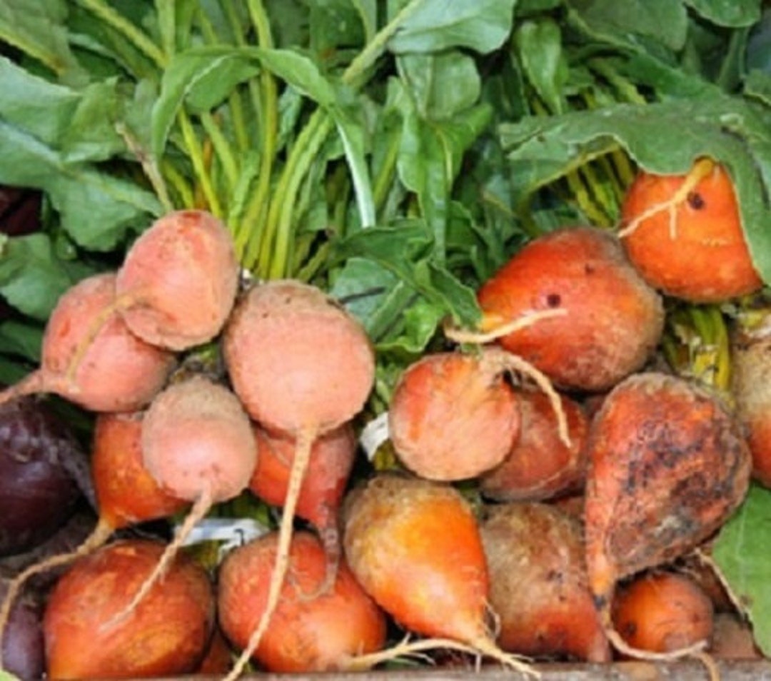 500 Beet Seeds Golden Detroit - Etsy