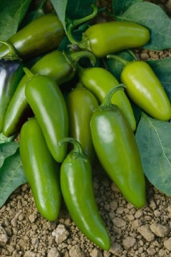 Pepper Seeds 25 Jalapeno Mucho Nacho F1 Hot Pepper Seeds Large | Etsy