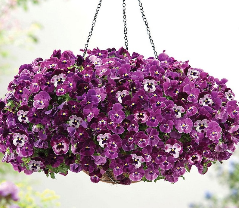 Pansy Seeds Cool Wave Raspberry Trailing Pansy 15 Seeds - Etsy